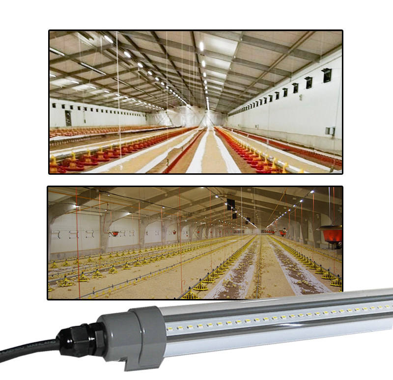 LED DIMMING CONTROL SYSTEM POULTRY LIGHTS | winkelverlichting040